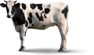 Beef Processing Software » Triton