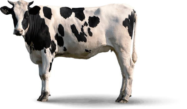 Beef Processing Software » Triton