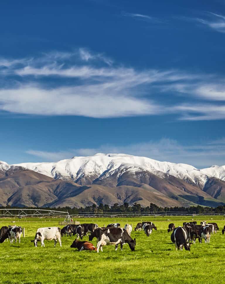 Beef Processing Software » Triton