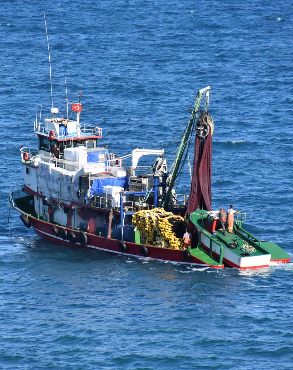 Fish & Seafood » Triton