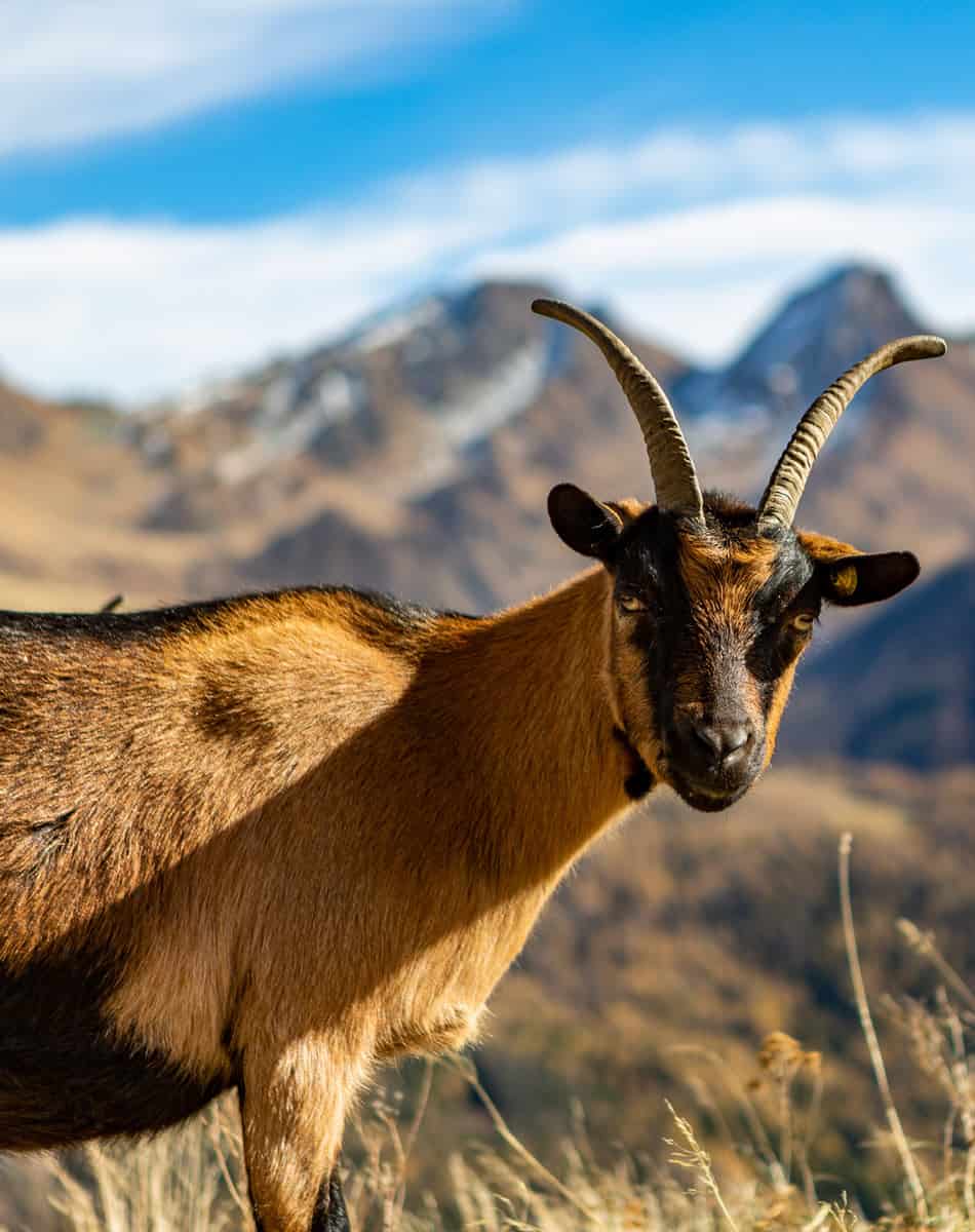 Game Meat Processing Software » Triton